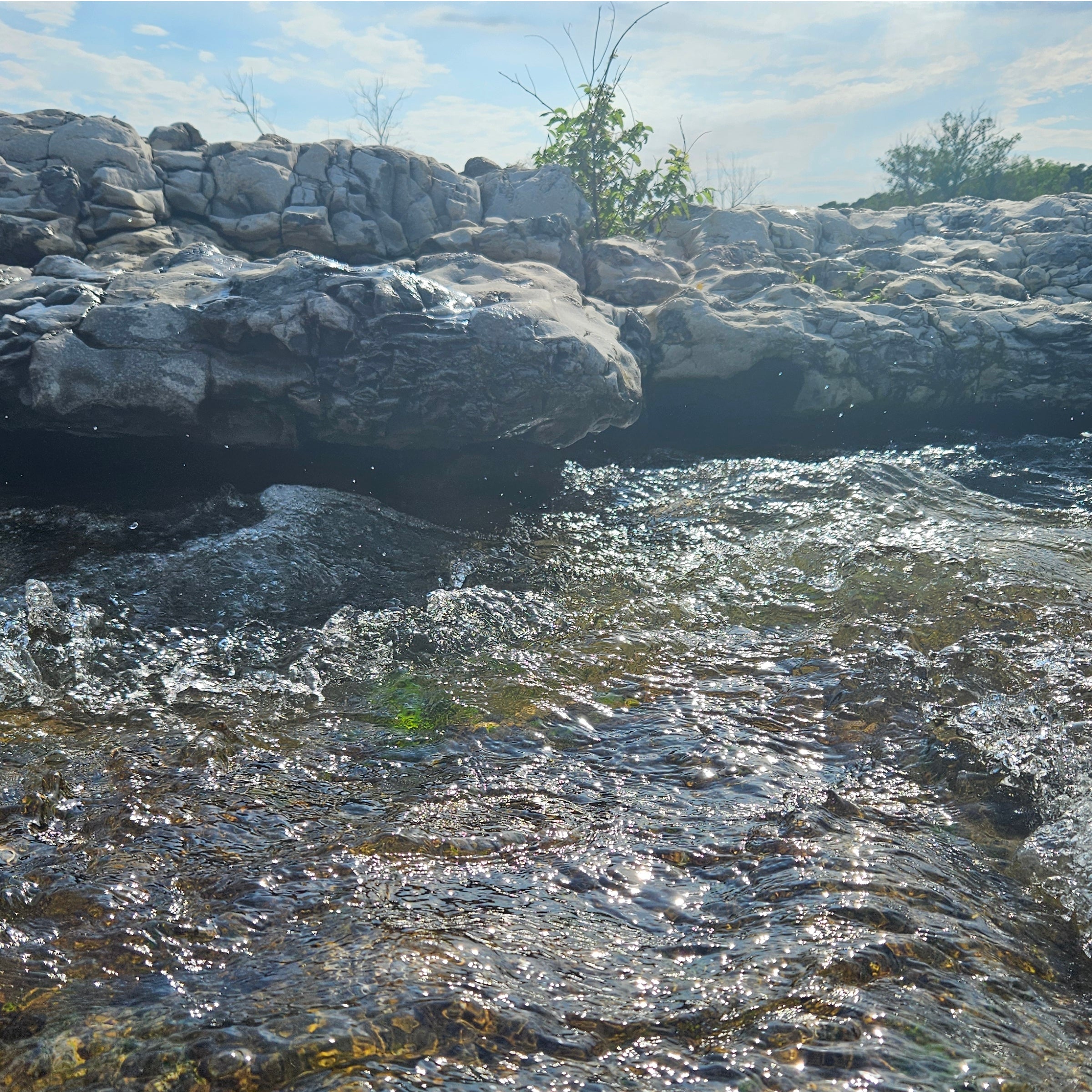 IL-11 and Healthspan Extension | Rejuventech | RejuvenTech